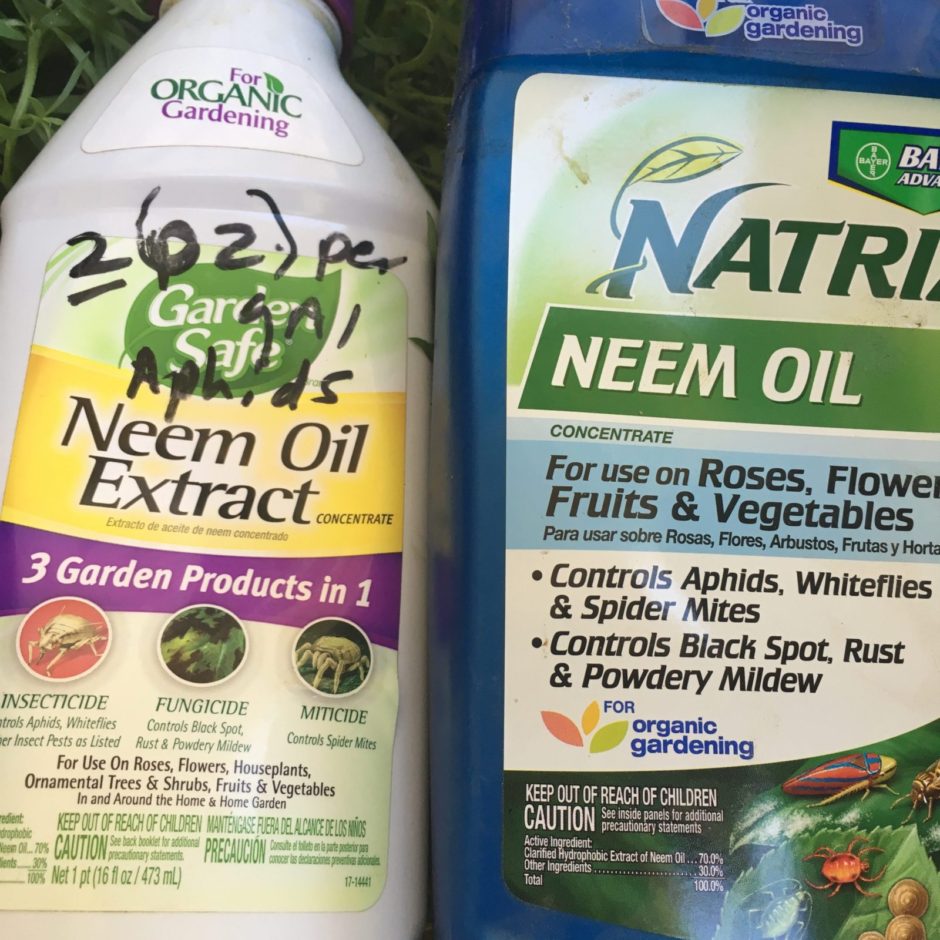 Organic Bug Control (That Really Works) ⋆ The Very Easy Veggie Garden