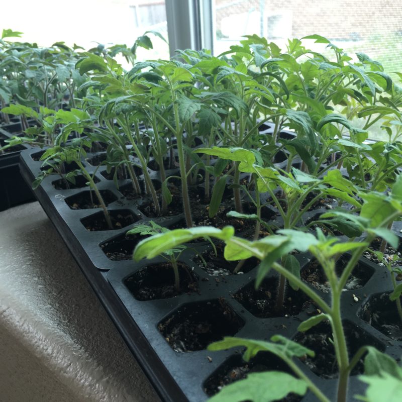 Preparing Seedlings for the Garden: How & Why ⋆ The Very Easy Veggie Garden