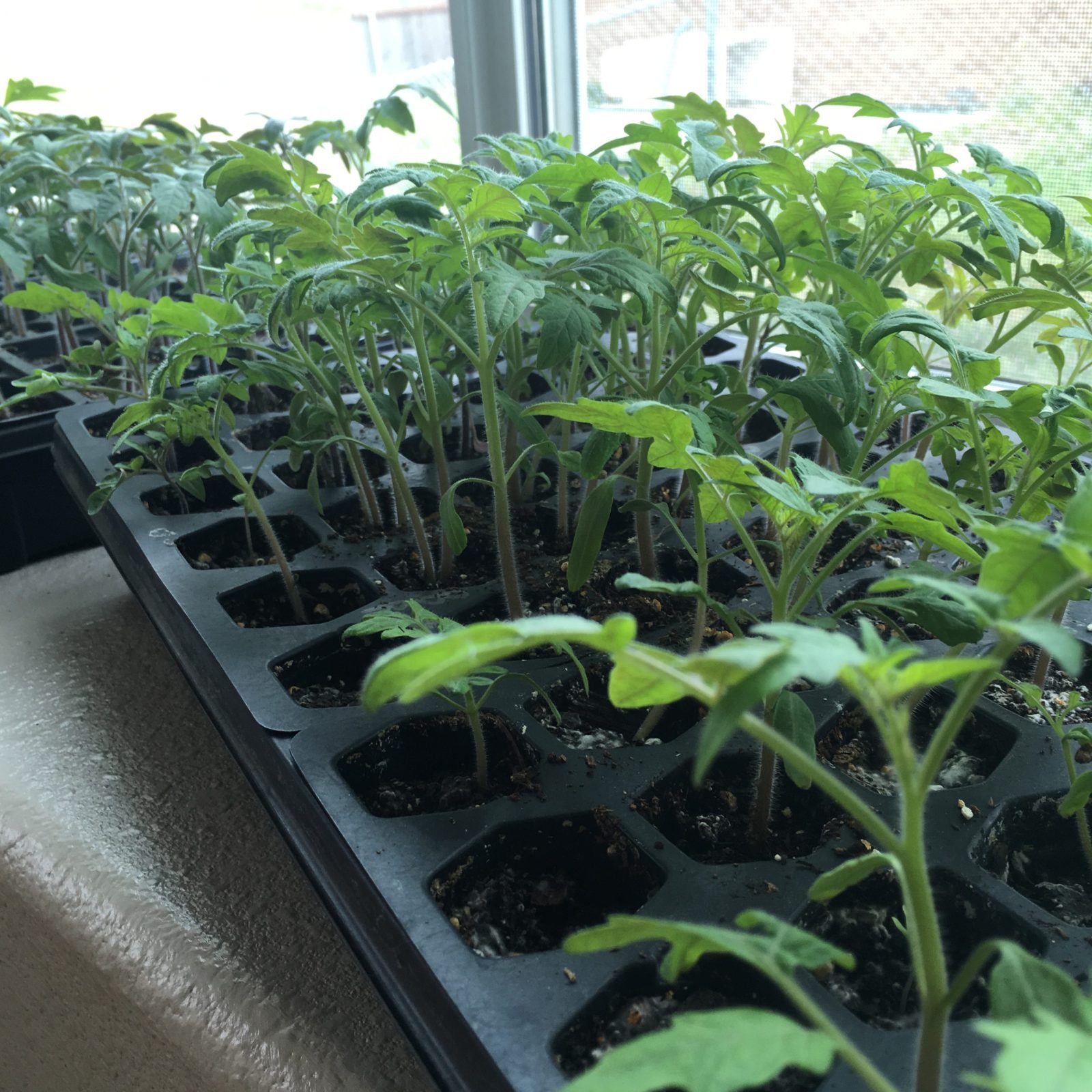 Preparing Seedlings for the Garden: How & Why ⋆ The Very Easy Veggie Garden